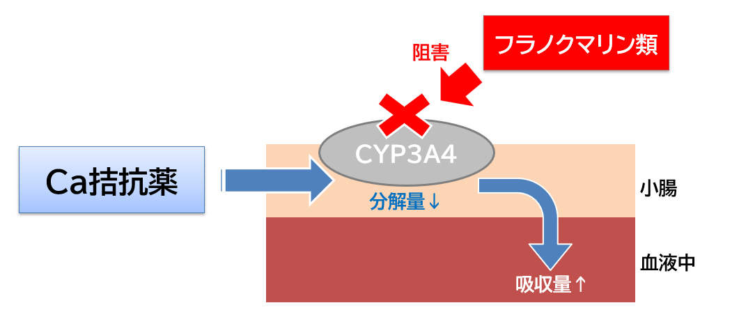 『アダラート』・『カルブロック』・『アテレック』、同じCa拮抗薬の違いは？～L型・T型・N型での使い分け | お薬Q＆A 〜Fizz Drug ...